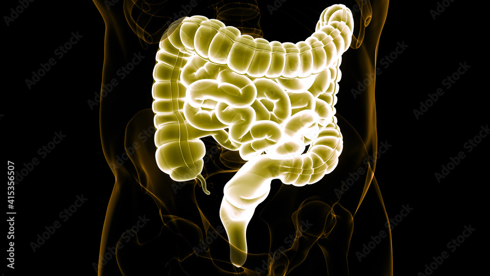 Human Digestive System Large and Small Intestine Anatomy Stock ...