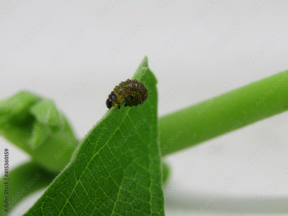 Caterpillars feeding on green leaves, isolated on white background. The ...