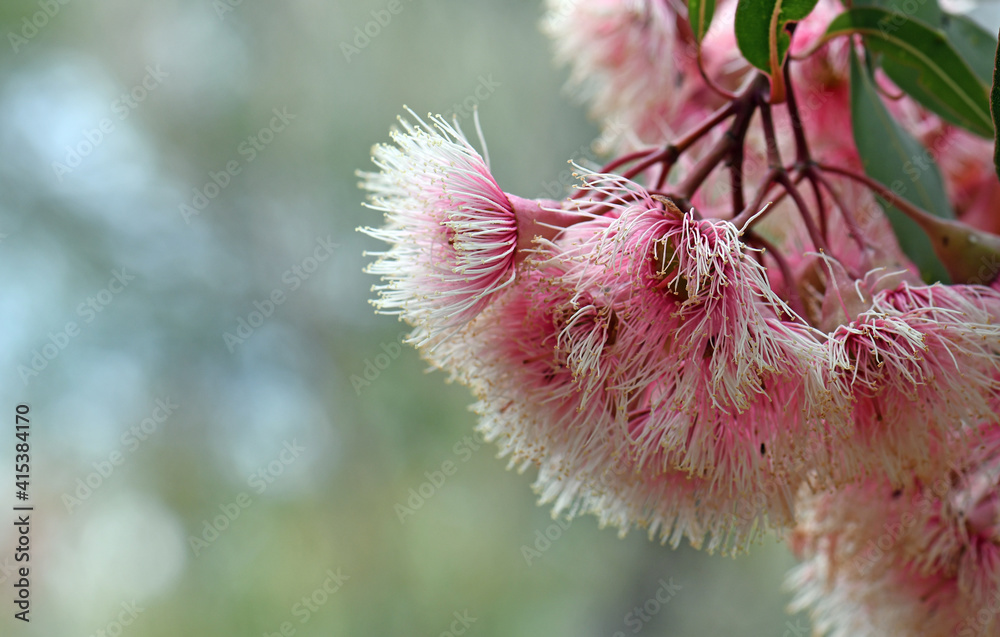 Pink and white blossoms of the Australian native gum tree Corymbia ...