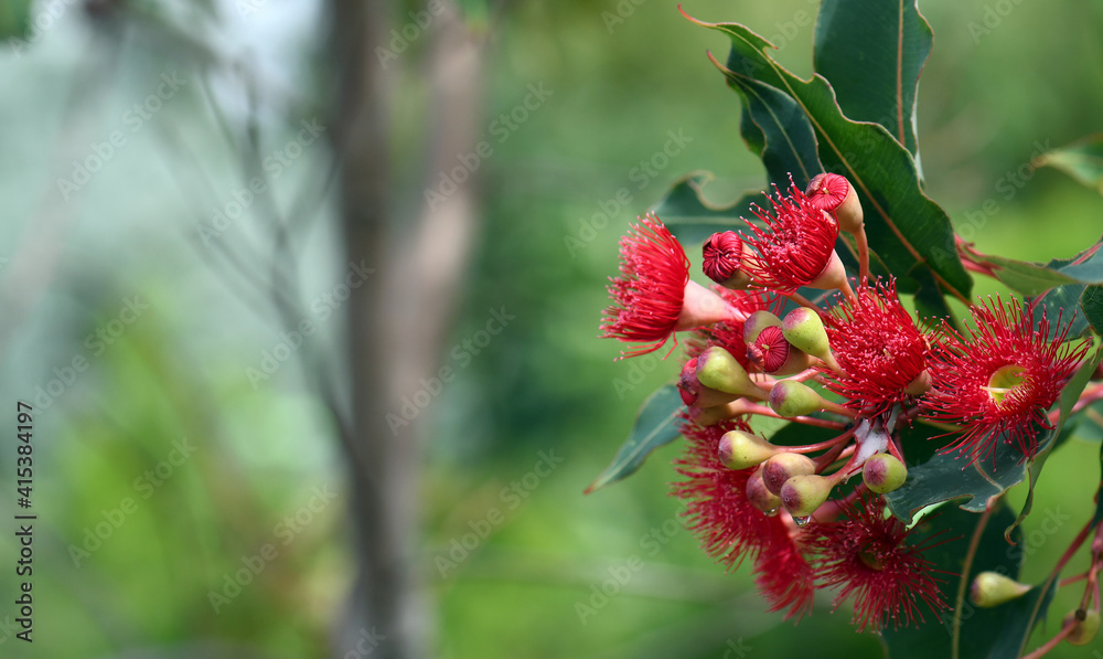 Australian nature background with copy space. Red blossoms of the ...