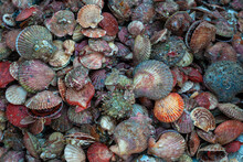 Scallop Shells Free Stock Photo - Public Domain Pictures