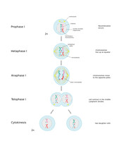 Abstract Duplication Of Steps Free Stock Photo - Public Domain Pictures