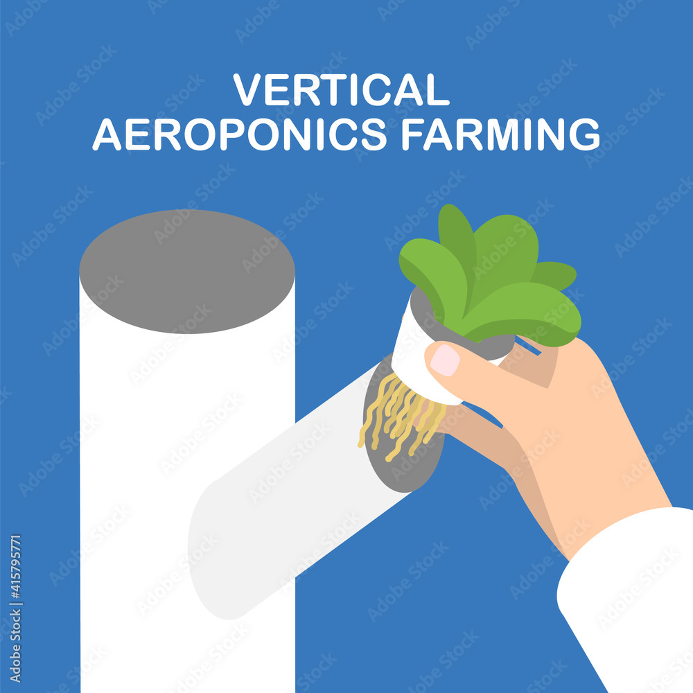 The process of placing a plant in an aeroponic system. Vertical ...