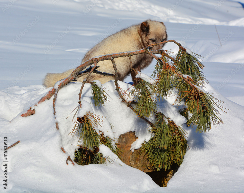 In winter arctic fox (Vulpes lagopus), also known as the white, polar ...