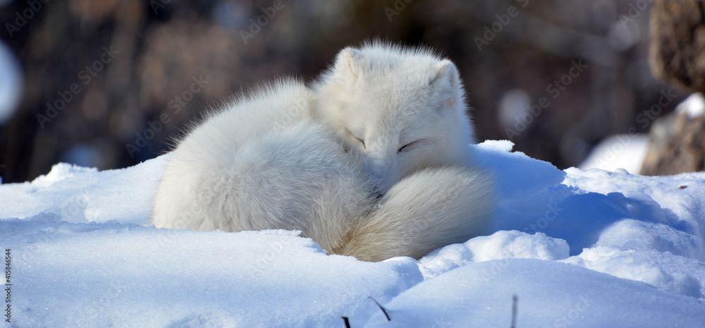 In winter arctic fox (Vulpes lagopus), also known as the white, polar ...