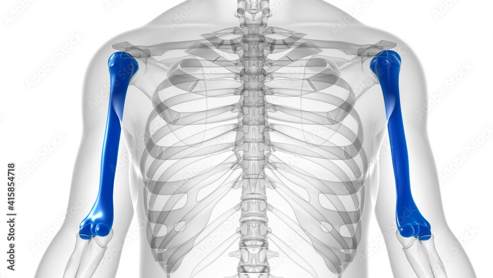 Human skeleton anatomy Humerus Bone 3D Rendering Stock Illustration ...
