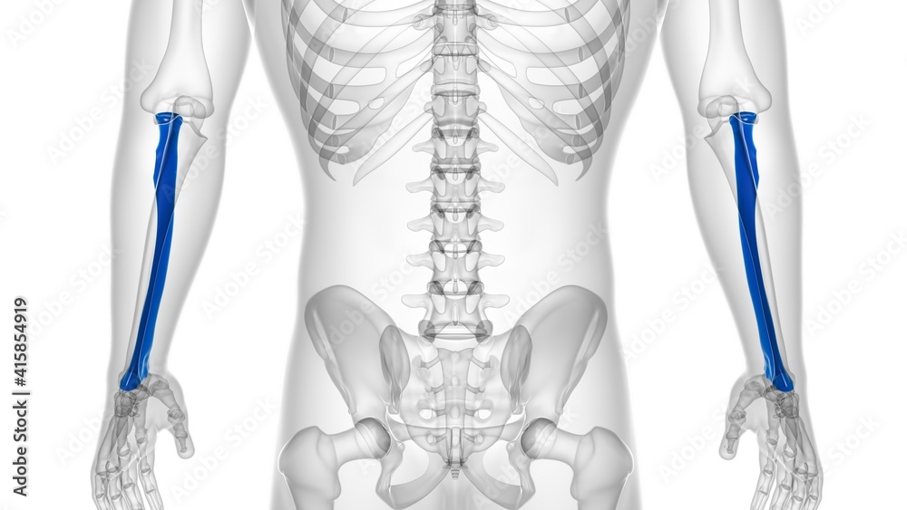Human skeleton anatomy Radius Bone 3D Rendering Stock Illustration ...