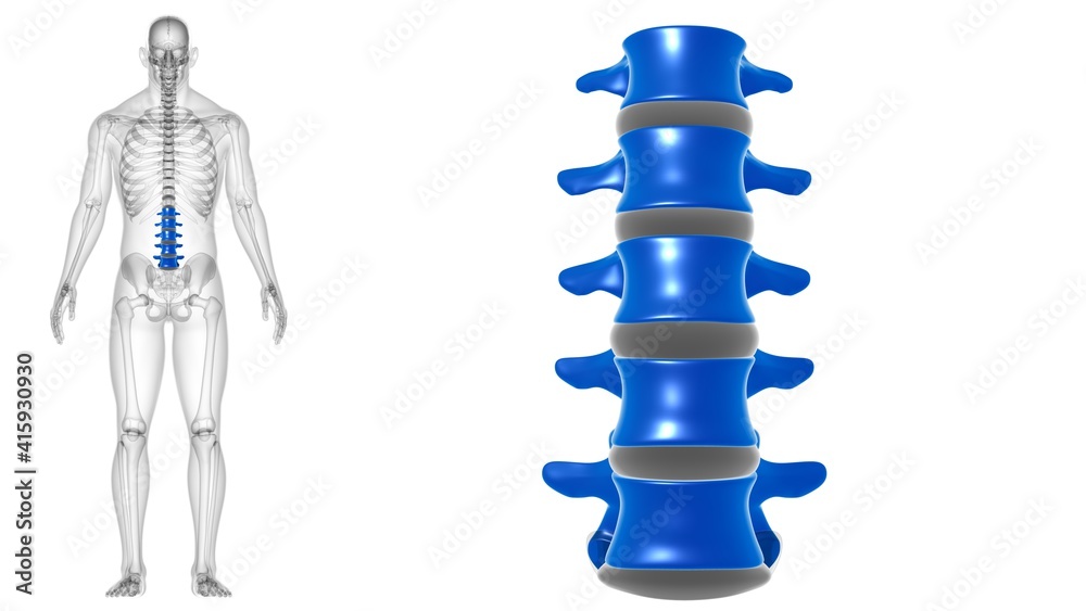 Human Skeleton Vertebral Column Lumbar Vertebrae Anatomy Stock ...