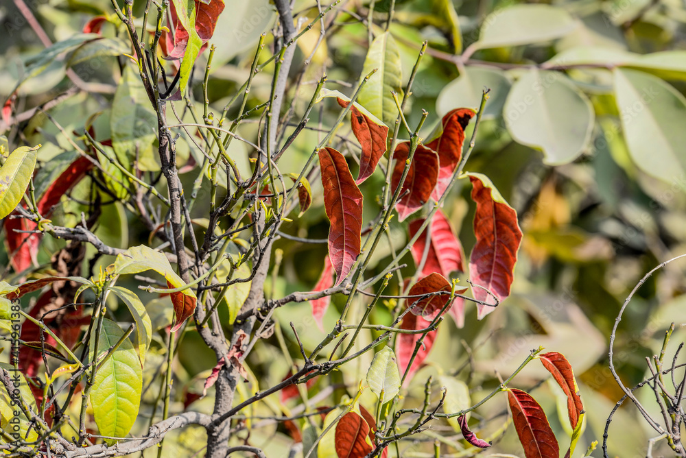 Beautiful leaves of Pata Bahar also known as Leaves out in a garden ...