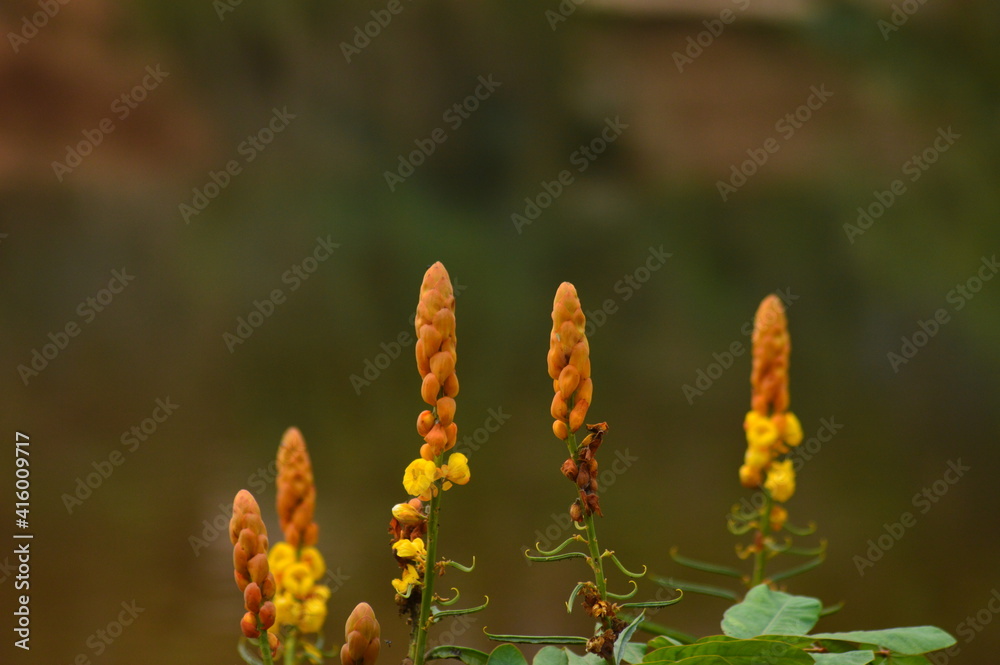 Popcorn cassia -senna didymobotrya Yellow coloured wild flowers on the ...