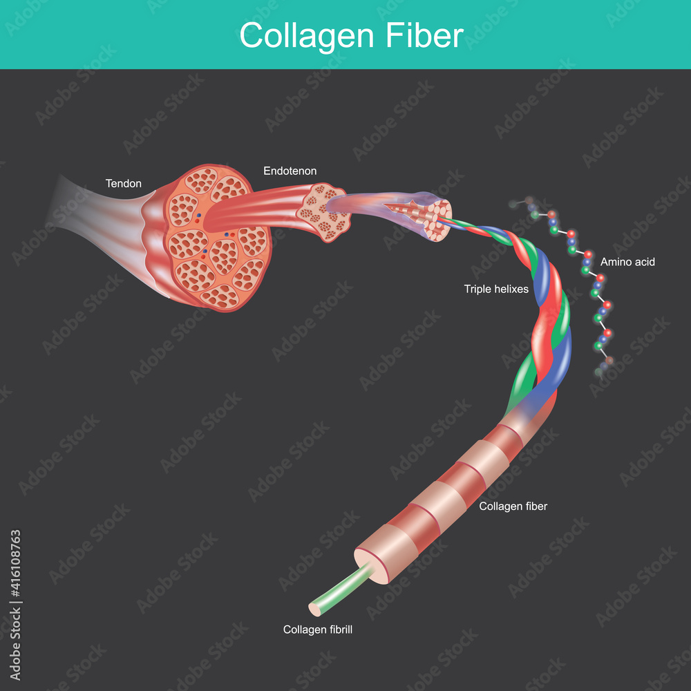 collagen fibre. illustration for commercial about the collagen molecule ...