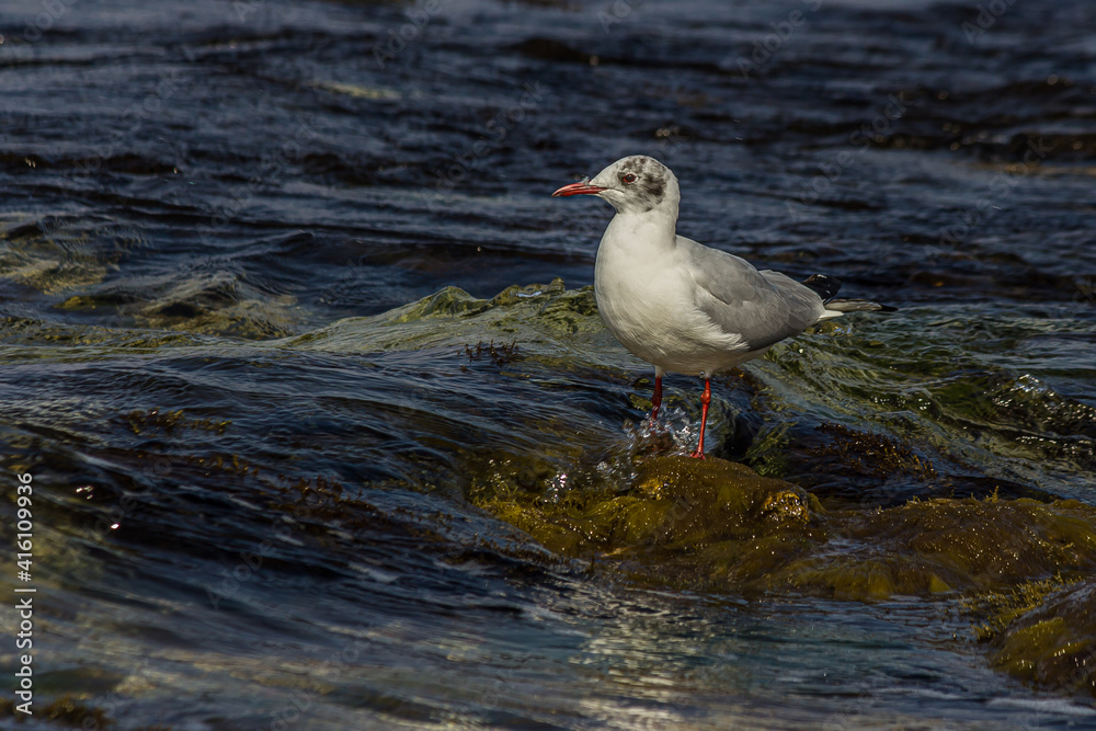 Seagull stand on a rock near the ocean surf in the water. The black ...