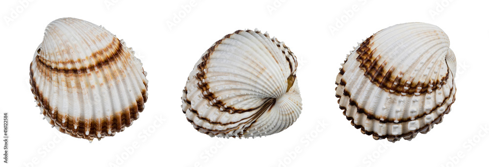 Beautiful sea shells of common cockle isolated on a white background ...