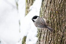 Carolina Chickadee And Pine Cones Free Stock Photo - Public Domain Pictures