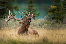 Bull Elk Calling Free Stock Photo - Public Domain Pictures
