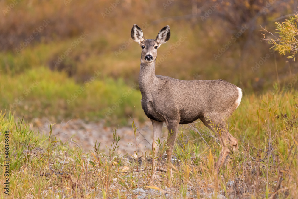 Mule Deer (female) (Odocoileus hemionus) with long ears alert between ...