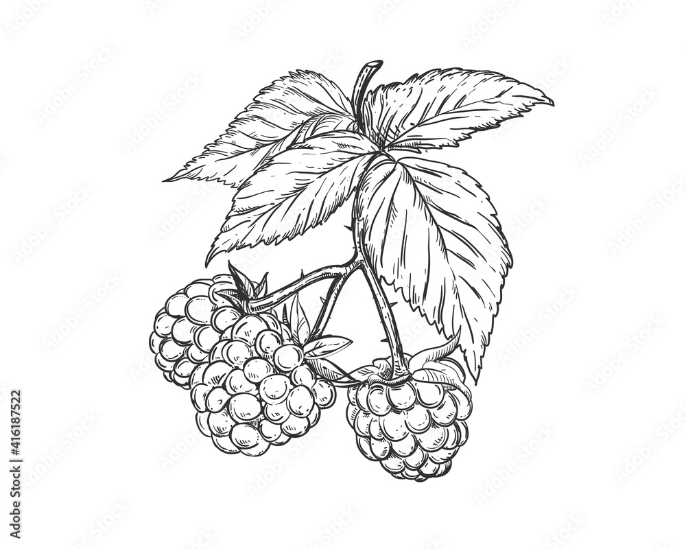 Hand drawn sketch black and white of raspberry, leaf, berry plant ...