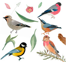 Vintage Clipart Linnet Birds Free Stock Photo - Public Domain Pictures