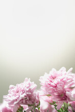 Pink Mums Background Free Stock Photo - Public Domain Pictures