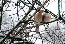 Morning Doves In A Tree Free Stock Photo - Public Domain Pictures
