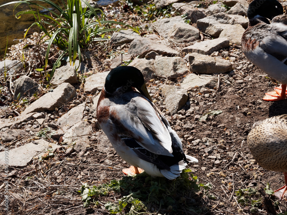 Domestic duck, Indian Runner or Anas platyrhynchos domesticus with a ...