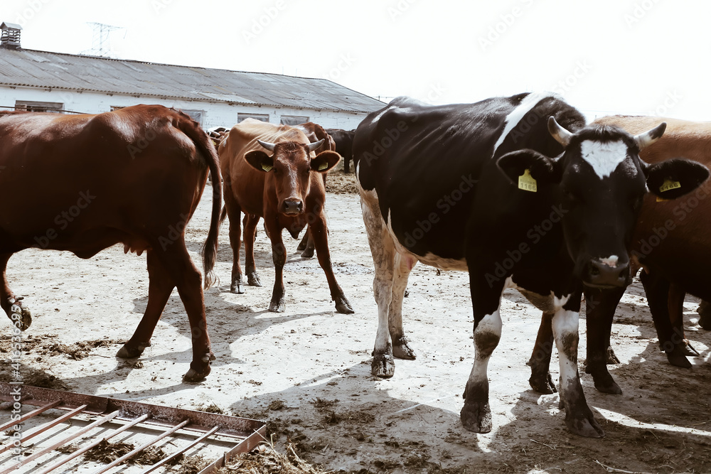 Livestock bulls and cows with yellow labels in ears in action at farm ...