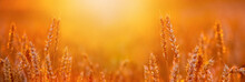 Wheat Rye Sunrise Red Free Stock Photo - Public Domain Pictures