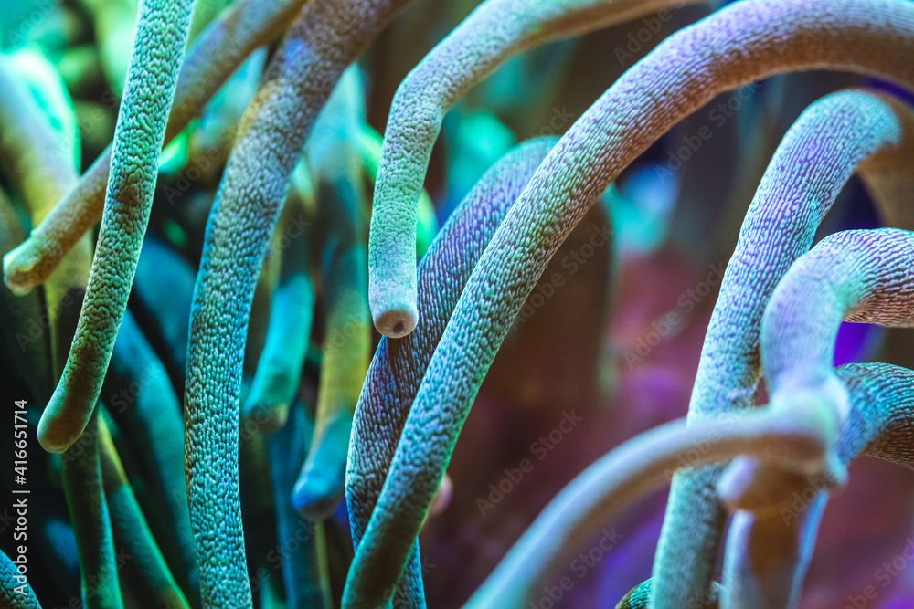 Colorful neon tentacles of sebae anemone. Close-up picture of the ...