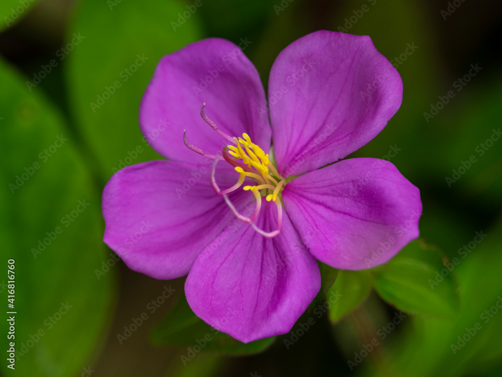 Fiji, Vanua Levu. Purple flower with yellow stamens. Stock Photo ...