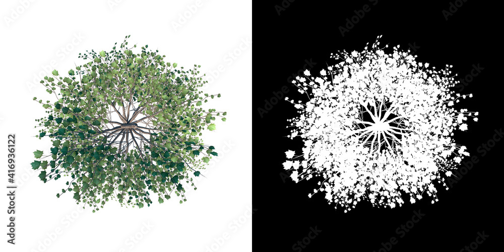 Top view of Plant (Pinus Pine 8) Tree png with alpha channel to cutout ...