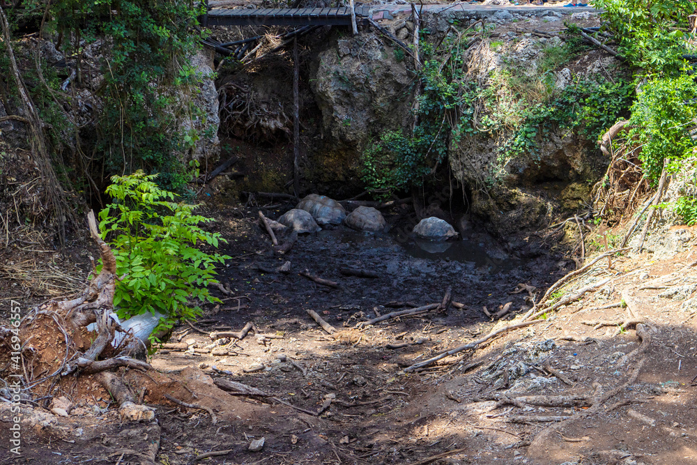 Giant Turtle on Prison Island in Zanzibar. Ancient turtles in Africa ...