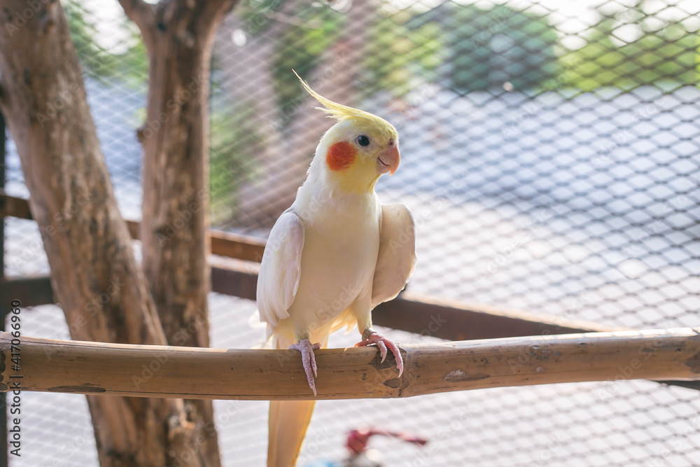 Yellow cockatiel on a branch. Young male cockatiel seen sitting on the ...