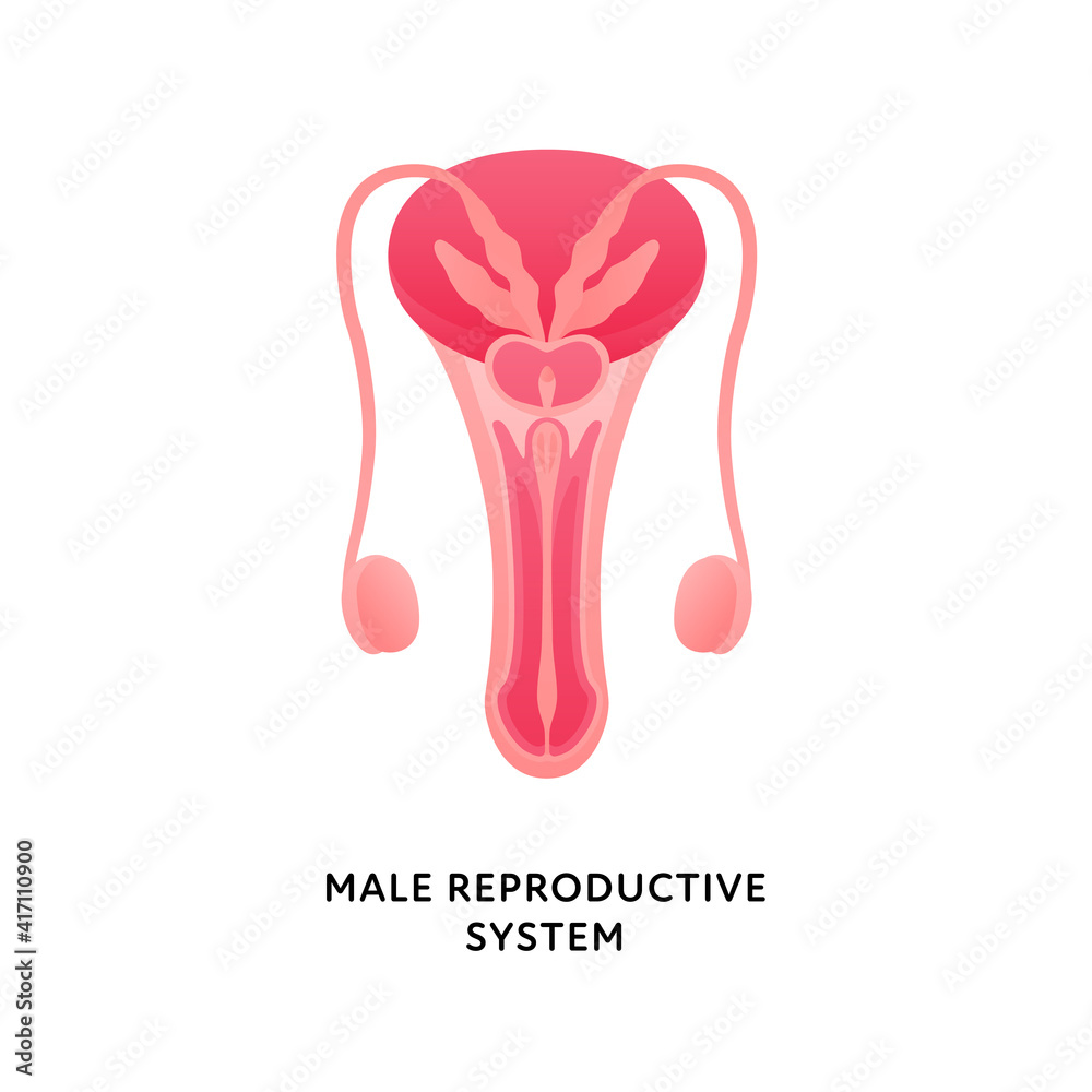 Human organ collection. Vector flat modern icon color illustration. Male reproductive system ...