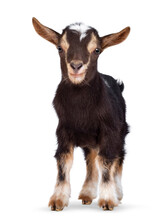 Pygmy Goat Eye Free Stock Photo - Public Domain Pictures