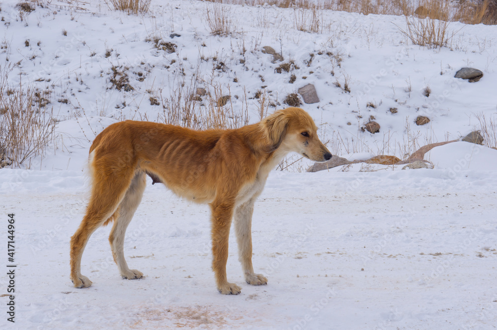 Kazakh greyhound dog of the Tazy breed, a rare breed in the mountains ...