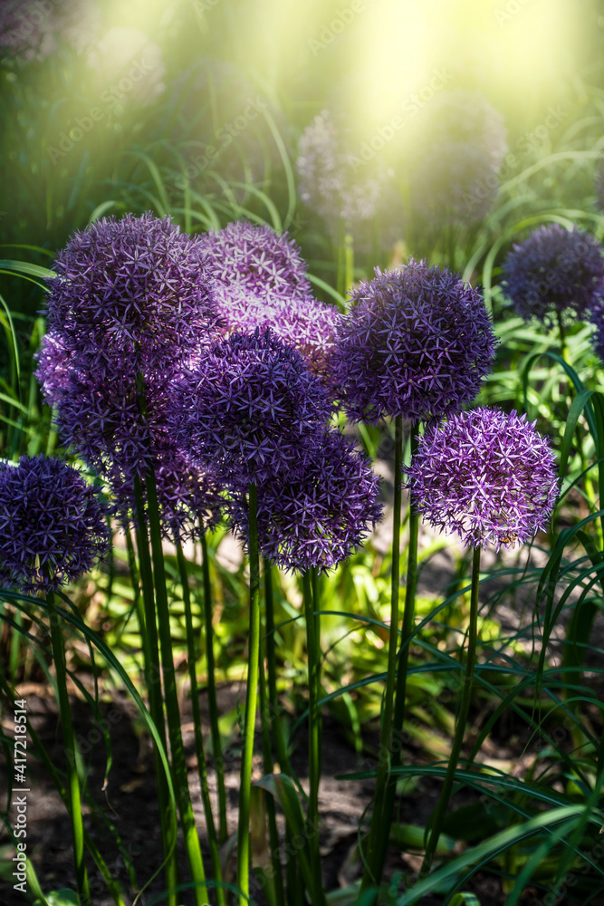 Bright and showy Allium Giganteum flowers close up. Vivid giant balls ...