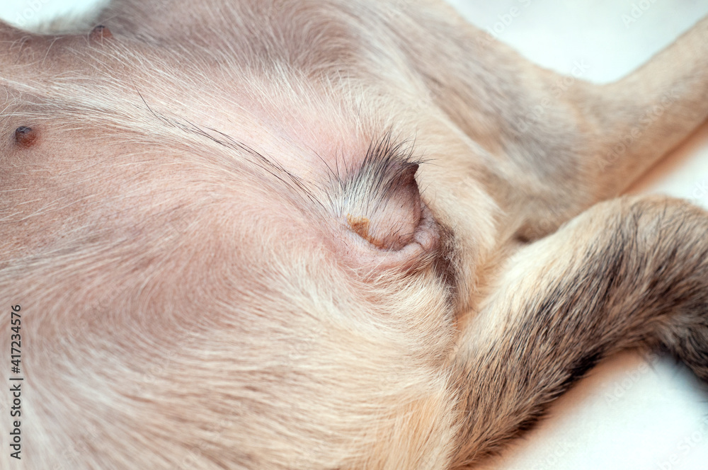 Foto de Stock Genitals of the female dog. the vulva of a pug dog with ...