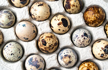 Fat Quail Free Stock Photo - Public Domain Pictures