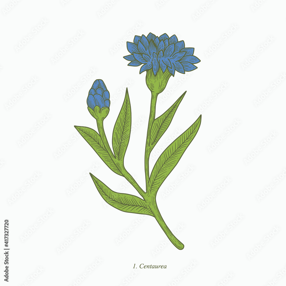 centaurea flower hand drawn vintage botanical vector illustration ...