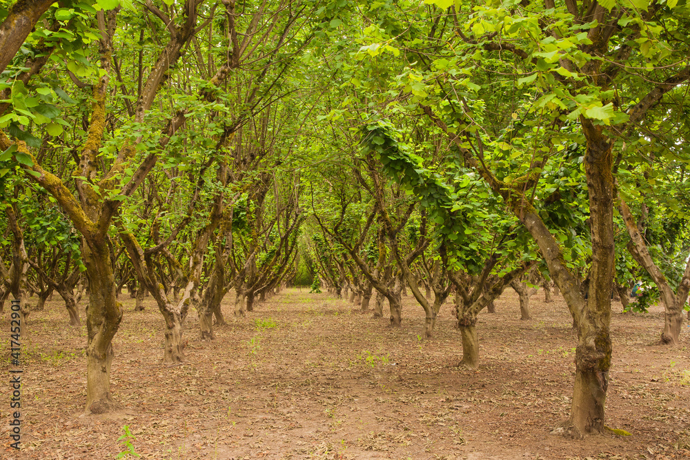 Orchard of Hazelnut (filbert) trees in the Willamette Valley, near ...