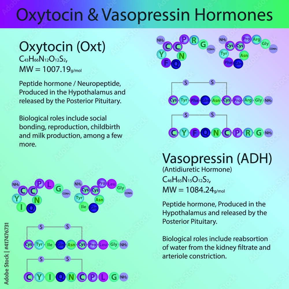 Vassopressin and Oxytocin, Posterior Pituitary Hormone peptide ...