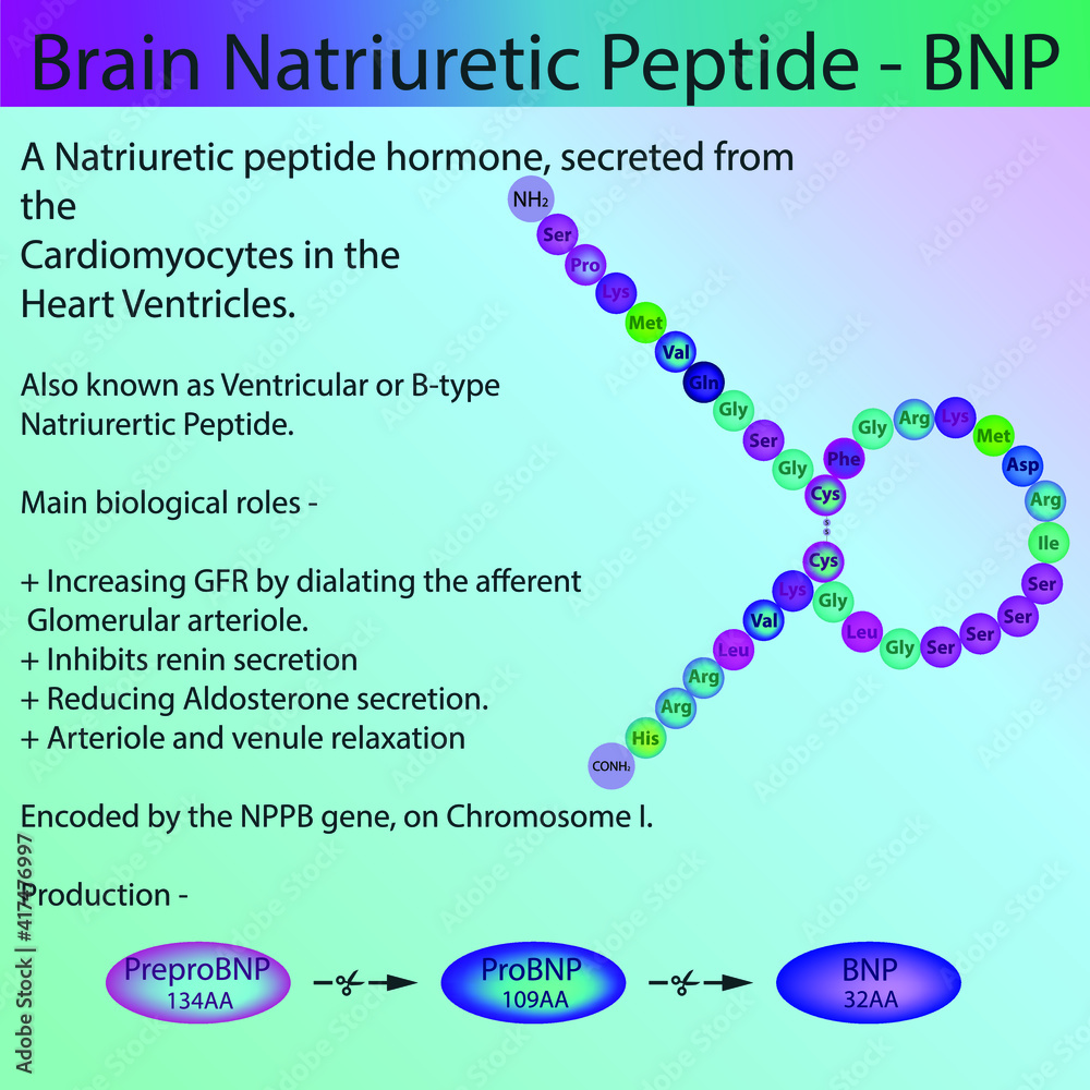BNP Natriuretic Peptide Hormone peptide structure, Vector illustration ...