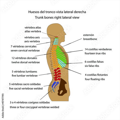 Esqueleto humano huesos del tronco vista lateral derecha vector Stock ...