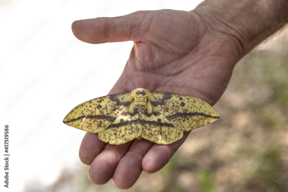 insect known as palomilla. Sierra Los Locos in the municipality of San ...