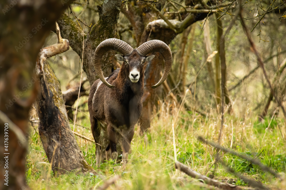 Shy mouflon, ovis orientalis, ram with long curved horns looking into ...