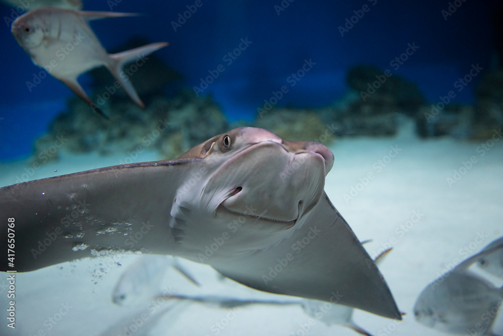 cownose ray swimming in the water, fish underwater in the aquarium ...