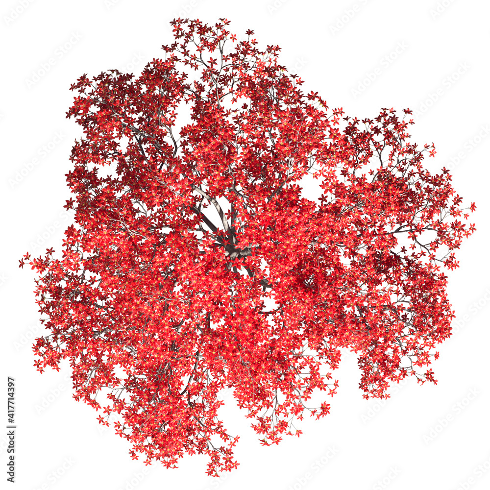 VEGETATION TOP VIEW - TREES AND BUSHES IN PLAN Stock Photo | Adobe Stock