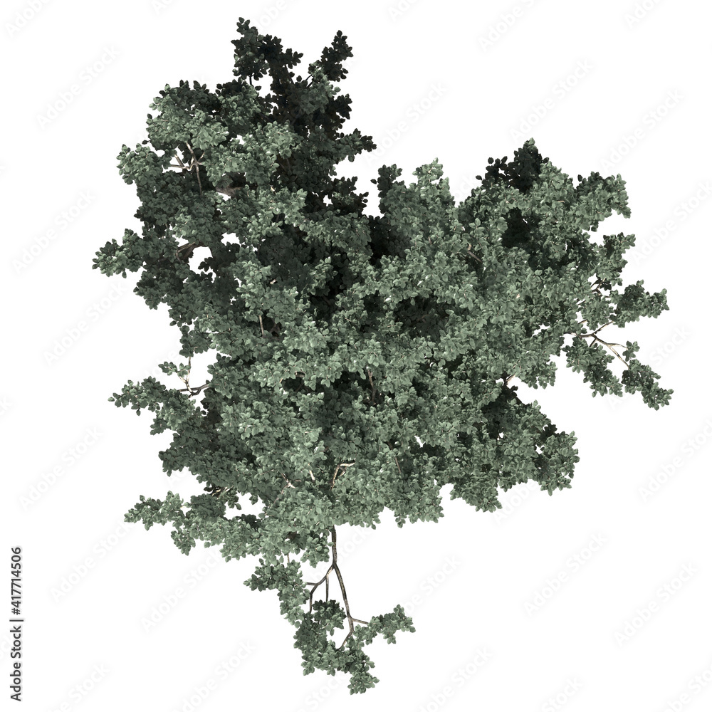 VEGETATION TOP VIEW - TREES AND BUSHES IN PLAN Stock Photo | Adobe Stock