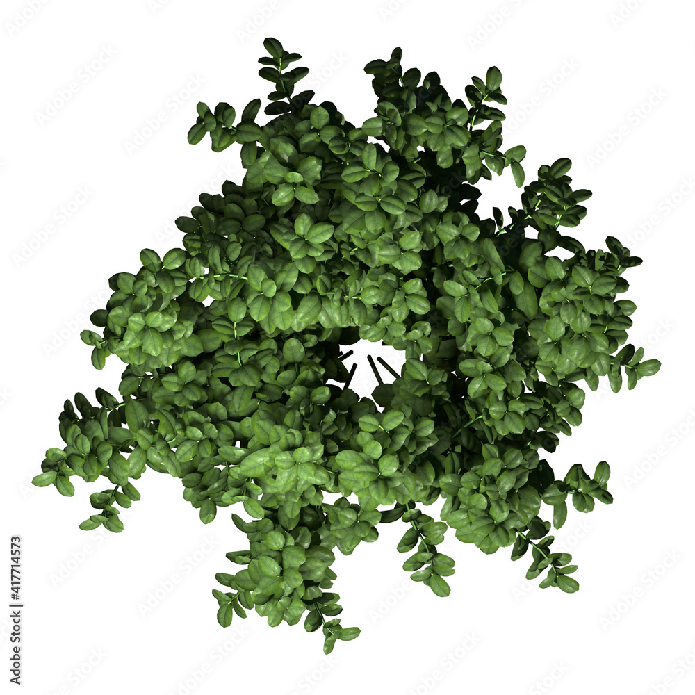 VEGETATION TOP VIEW - TREES AND BUSHES IN PLAN Stock Photo | Adobe Stock
