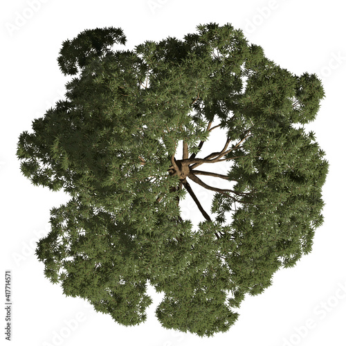 VEGETATION TOP VIEW - TREES AND BUSHES IN PLAN Stock Photo | Adobe Stock